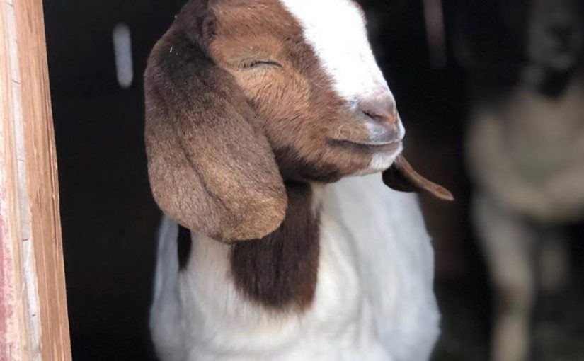 Boer Goats: Beyond the Meat - Goat Journal